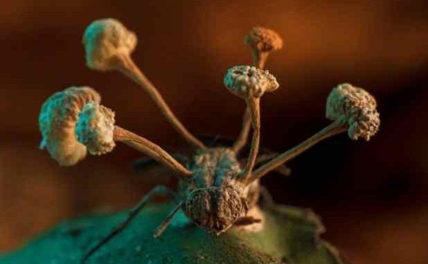 Stunning image of zombie fly with fungus sprouting from body wins award