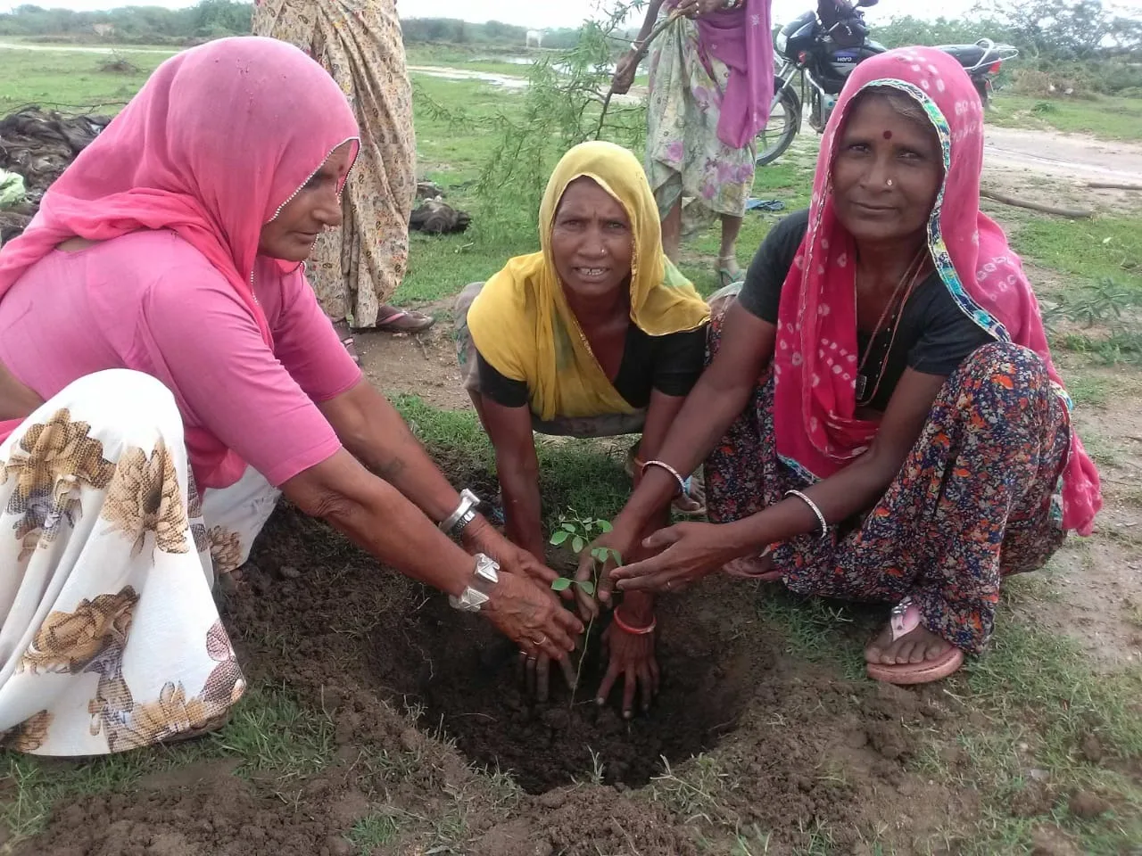 More than 2.5 lakh trees will now expand the green cover in Rajasthan